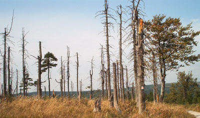 Acid Rain at emaze Presentation